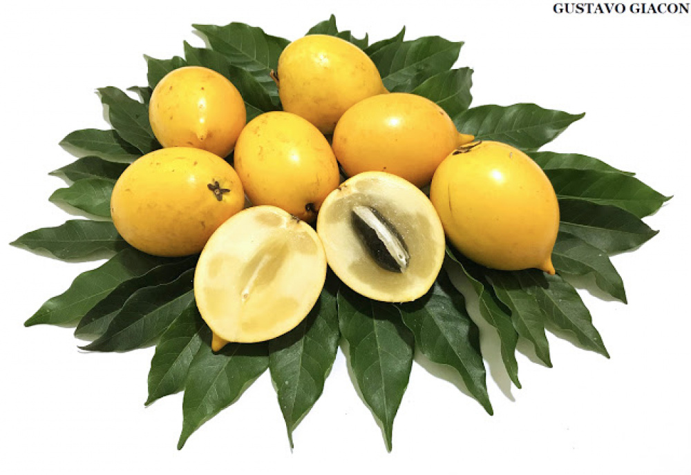 Abio Amarelo - Armazém das Mudas