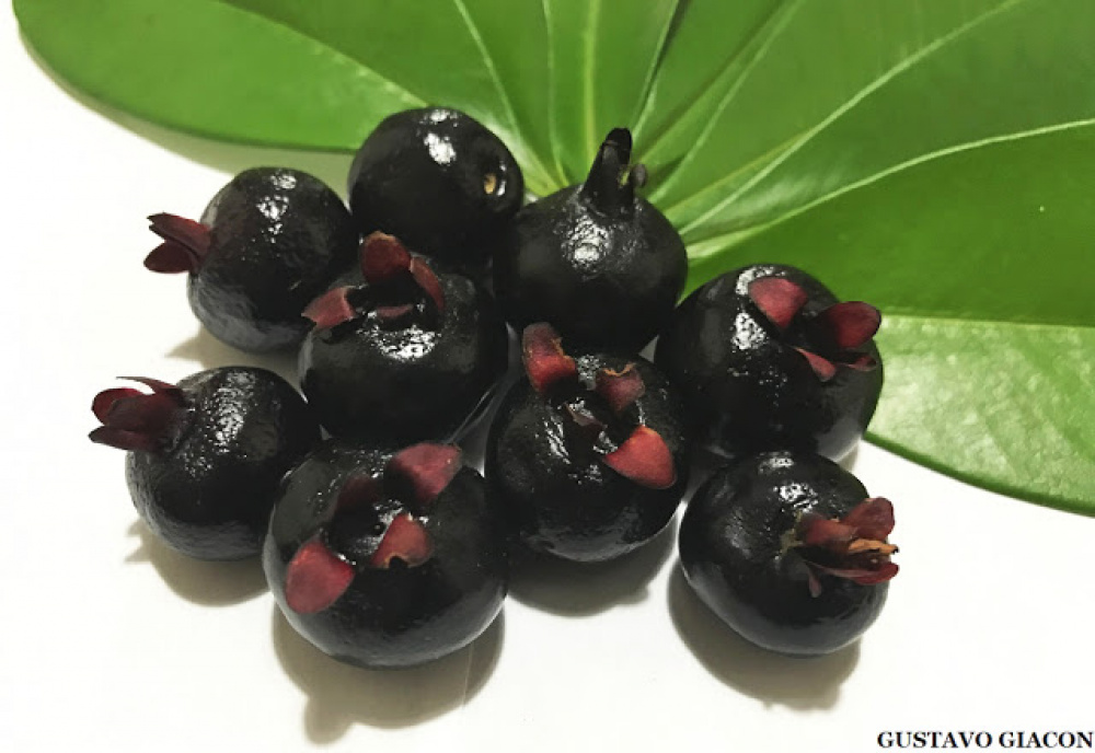 Muda de Grumixama - Armazém das Mudas