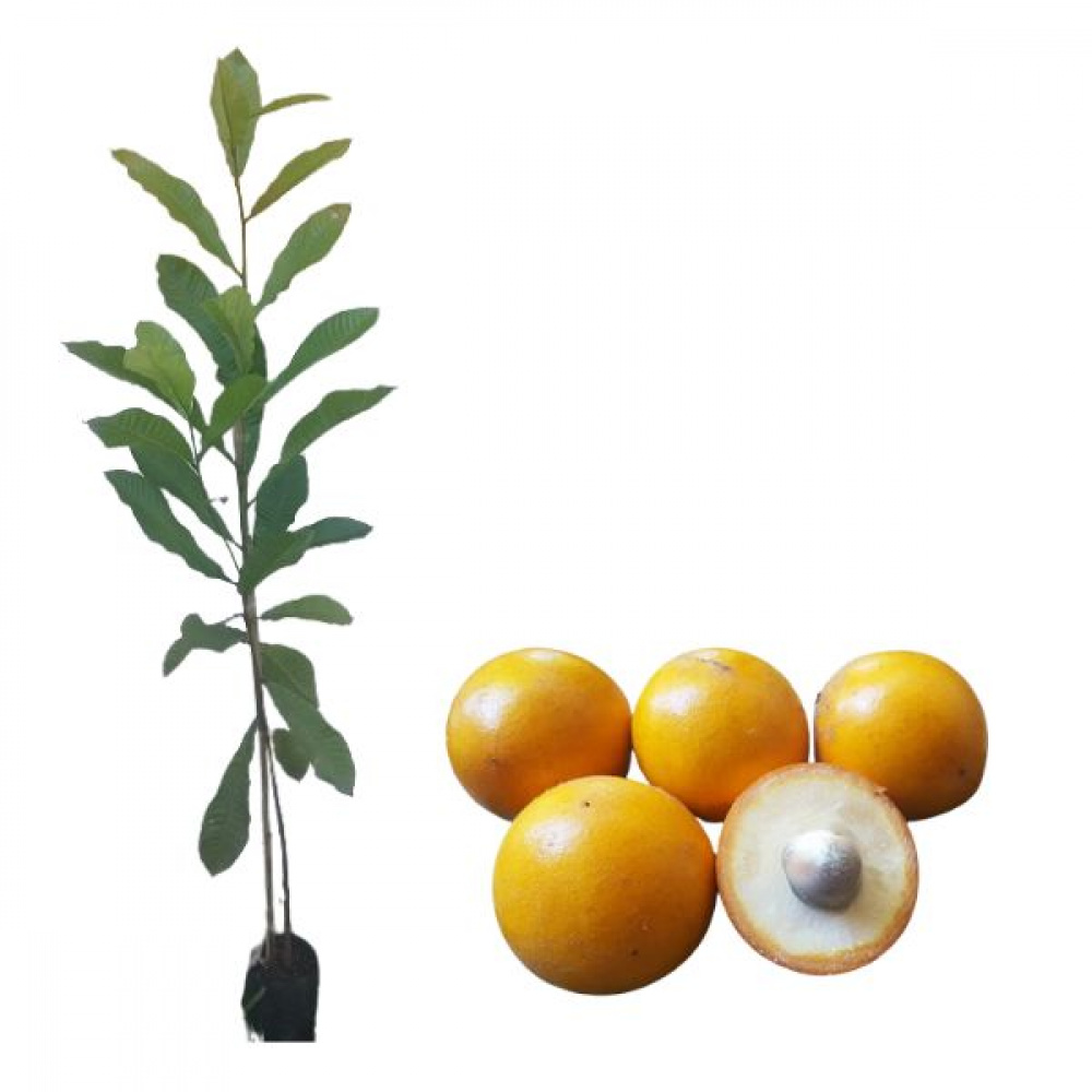 Muda de Abio Piloso ou Guapeva - Armazém das Mudas