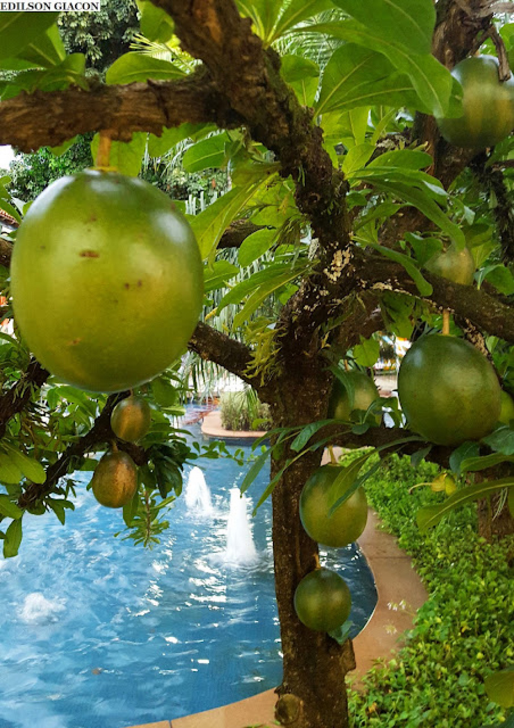 Muda de Árvore da Cabaça - Coité - Cuietê - Armazém das Mudas