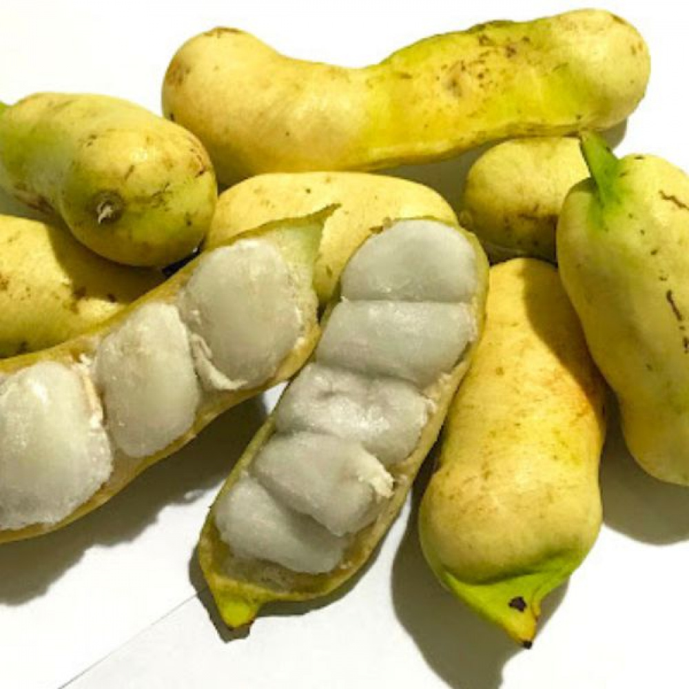 Muda de Ingá Banana - Ingá Mirim - Armazém das Mudas