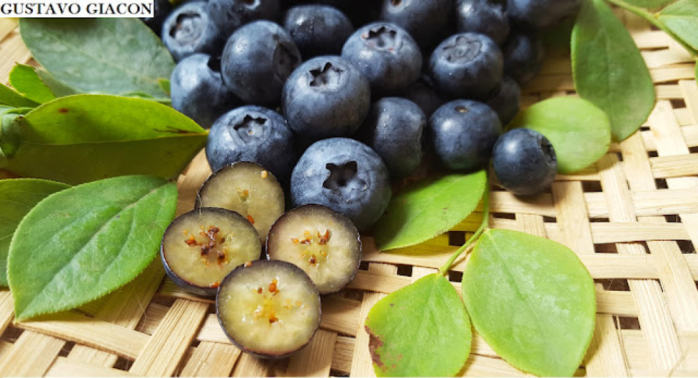 Muda de Mirtilo, Mirtilho ou Blueberry Com Aprox. 1,5m - JÁ PRODUZ ...