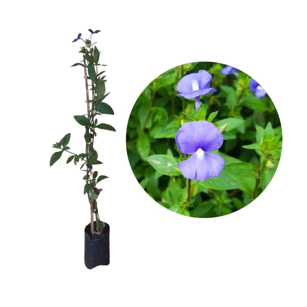 Muda de Pendão Azul - Armazém das Mudas