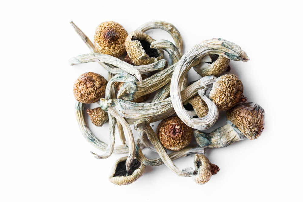 Cogumelo Psilocybe Cubensis 30g - Cogumelos Mágicos Psilocybe Cubensis ...