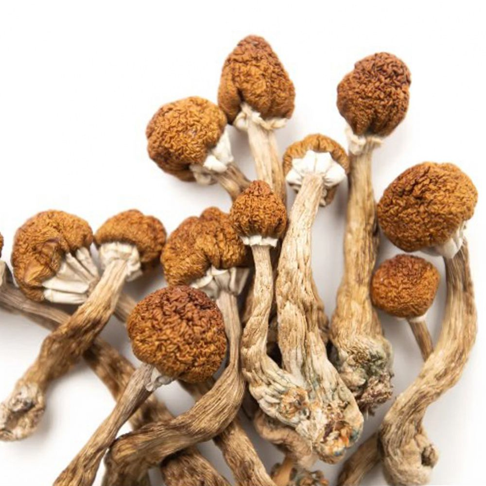 cogumelo magico comprar 50g - Psilocybe Cubensis