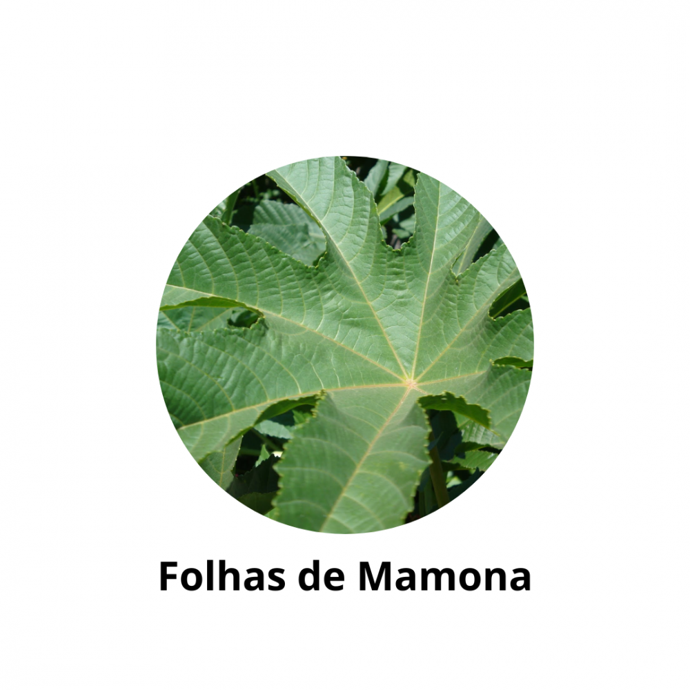 Folhas de Mamona - Ervas do Brasil