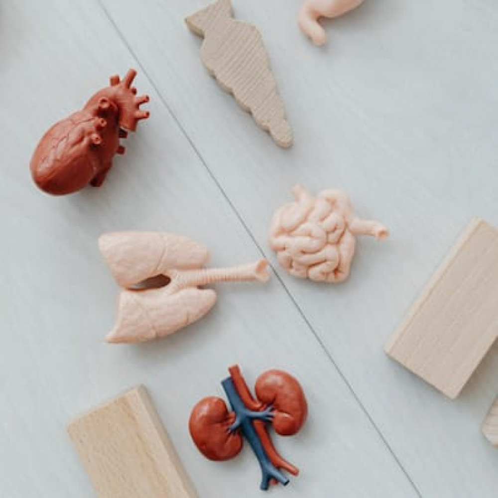 ANATOMIA E FISIOLOGIA HUMANAS - FAMAPRO CURSOS PROFISSIONALIZANTES