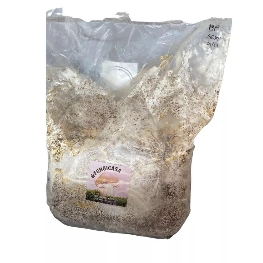 BLOCO AXÊNICO 2,2KG COGUMELO HERICIUM ERINACEUS (JUBA DE LEÃO) - Fungicasa