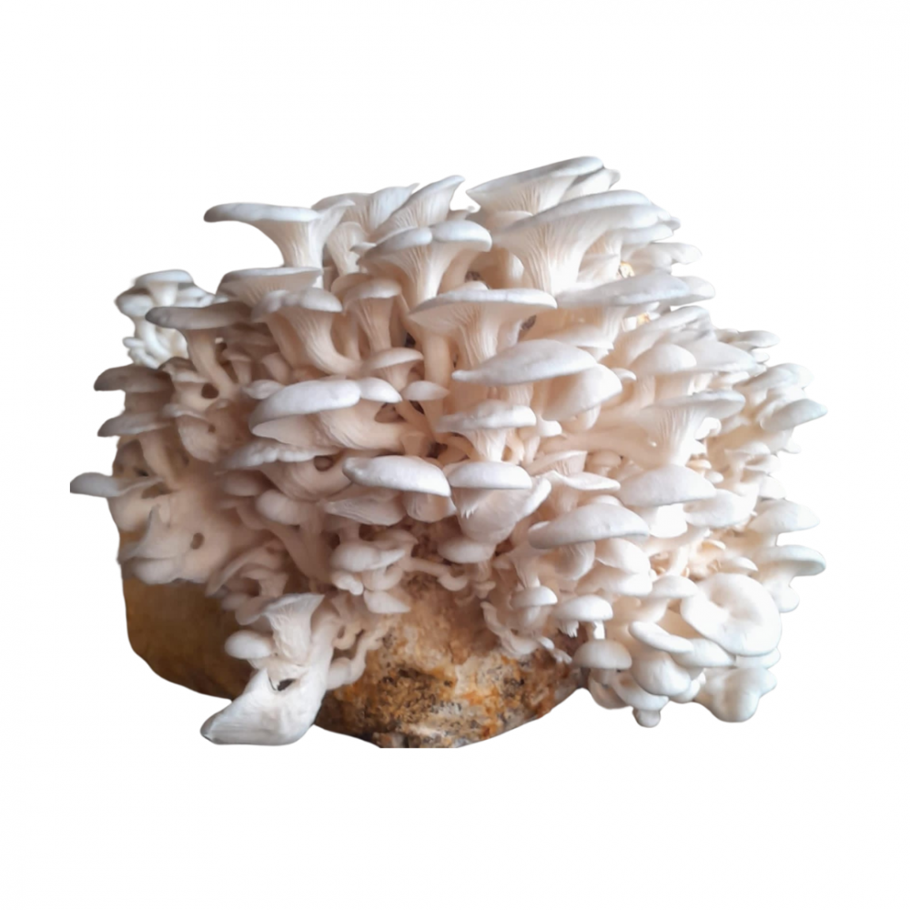 Cultive em Casa Shimeji Branco (Pleurotus ostreatus) - Bloco Axênico ...