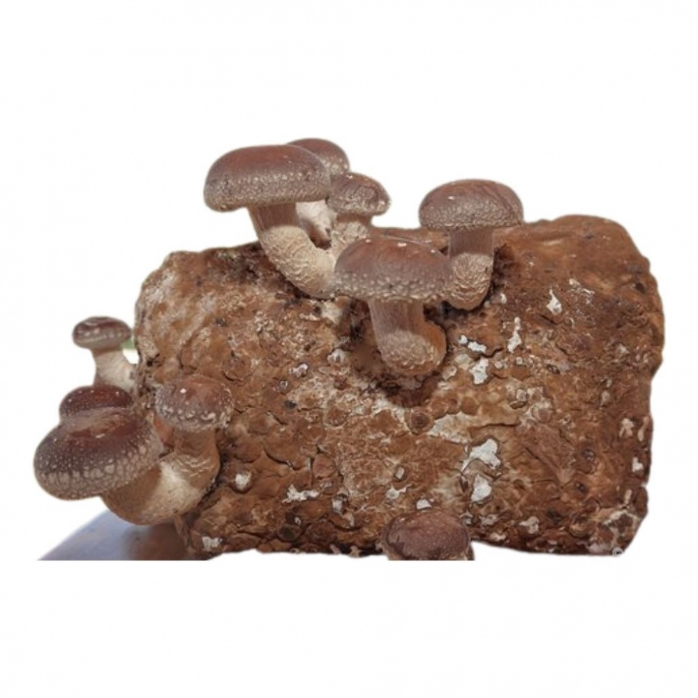 Cultivo de Shitake (Lentinula edodes) - Bloco Axênico 2kg para Produto ...
