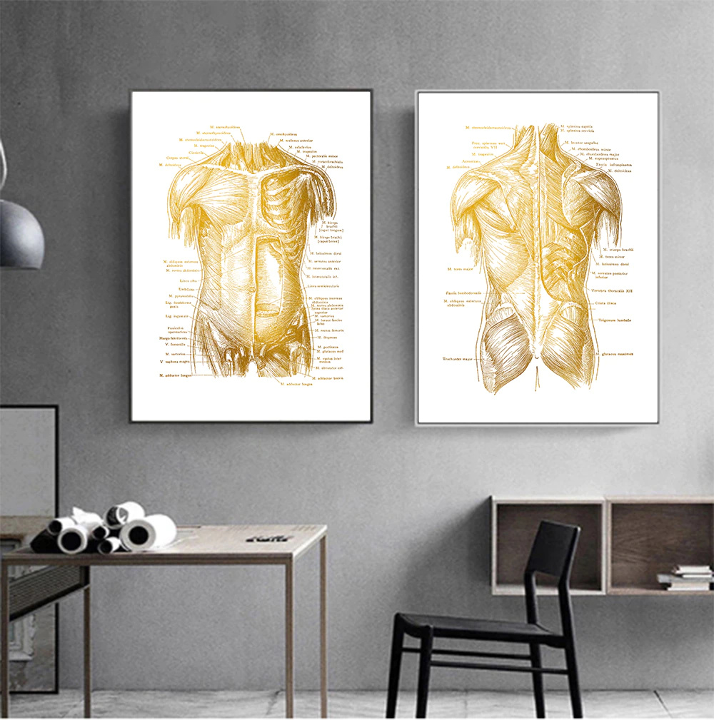 Poster Anatomia Amarelo Arte Humana Lançamento - MedStore
