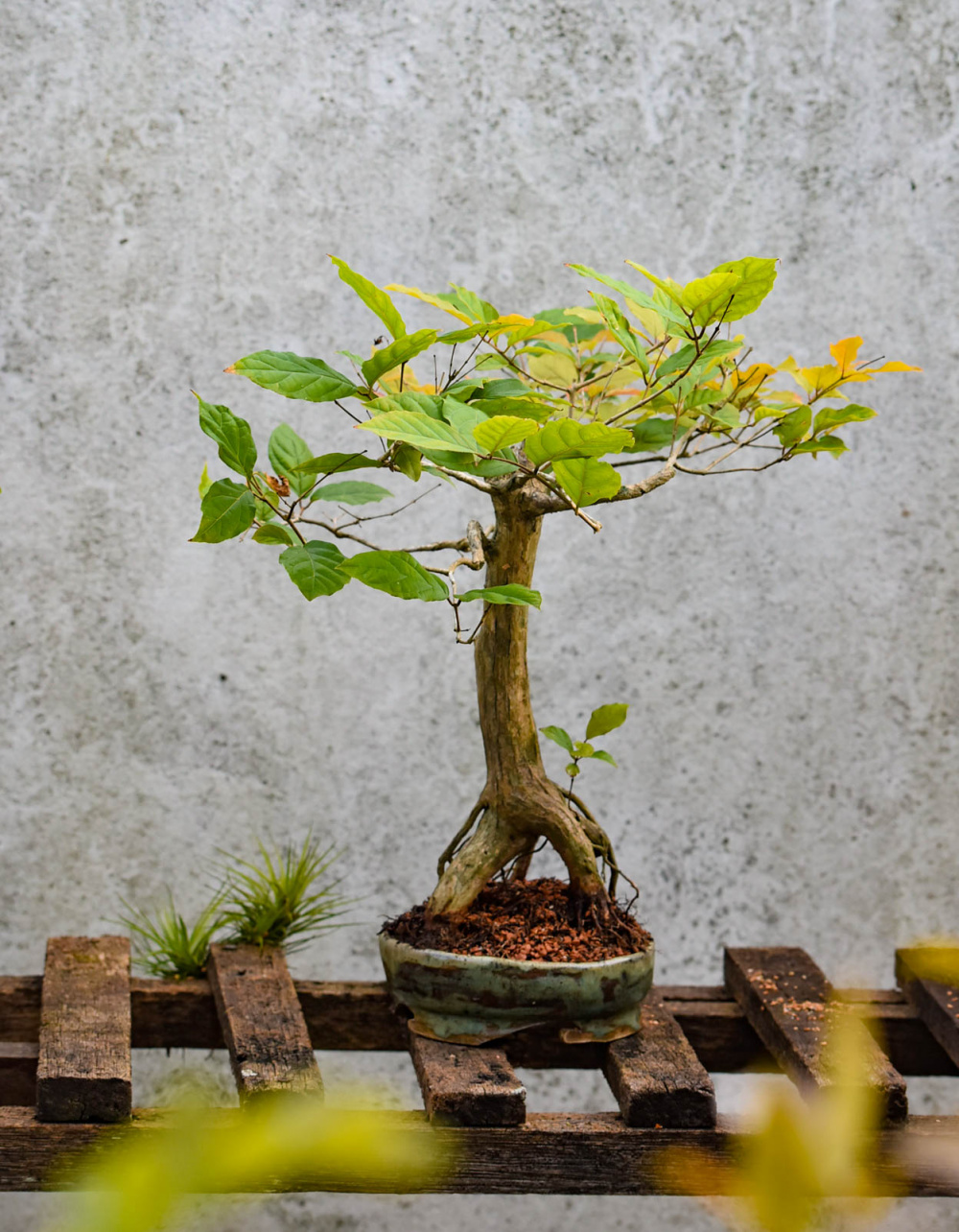 Gabiroba 06 - MSan Bonsai Art