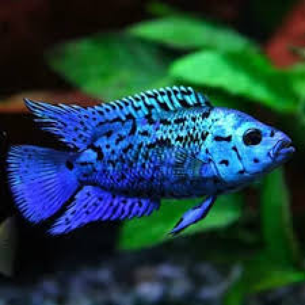 PEIXE JACK DEMPSEY BLUE - Peixe Voador